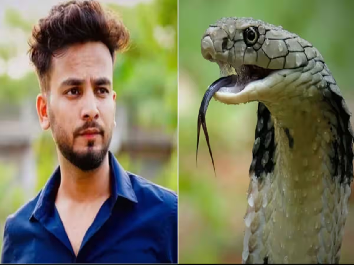 Youtuber Elvish Yadav gets bail from court in snake venom case ...