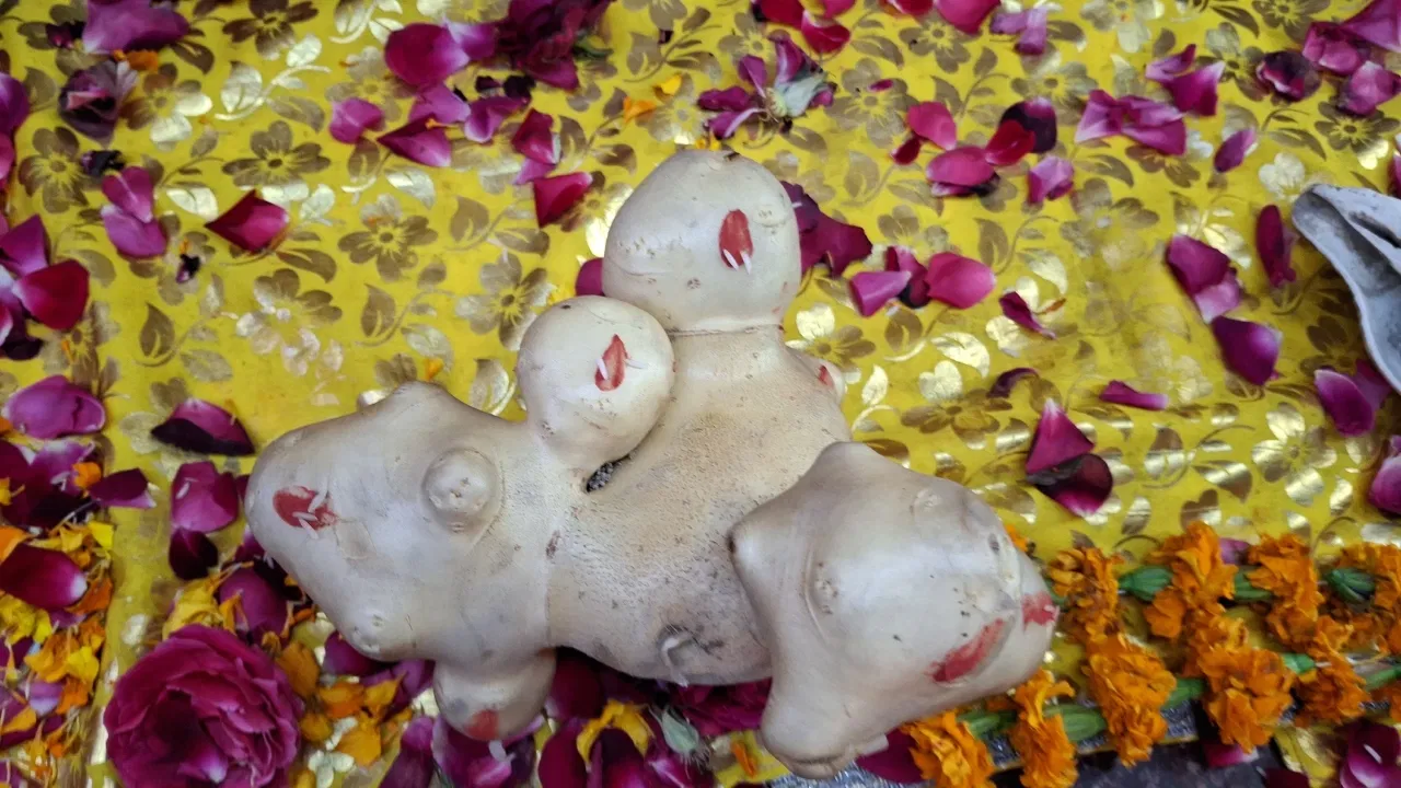 Uttar Pradesh: Crowd gathered to worship potato in Sambhal, people ...